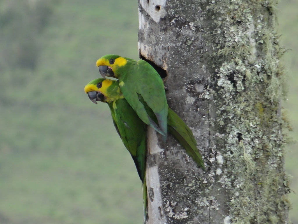 Yellow-eared Parrot in March 2024 by Aurelio Molina Hernández ...