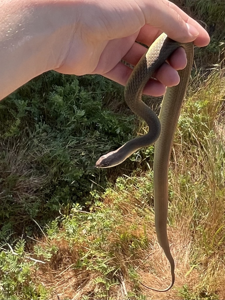 Western Yellow-bellied Racer in April 2024 by oceanicadventures ...