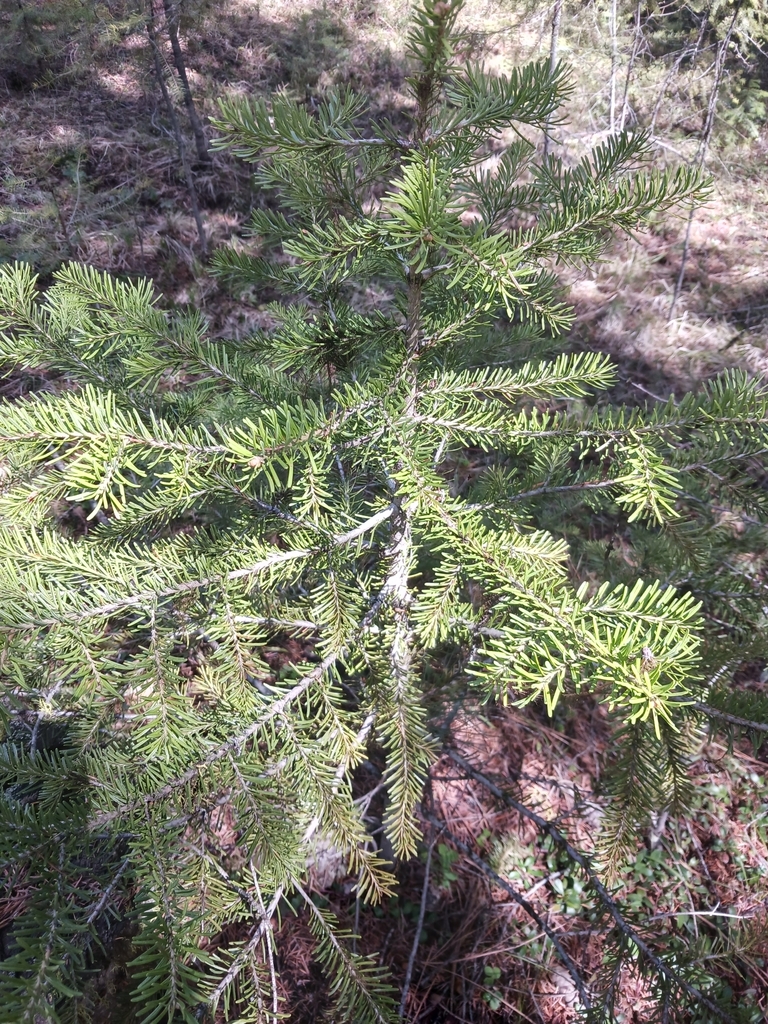 subalpine fir from Baker County, OR, USA on April 30, 2024 at 11:49 AM ...