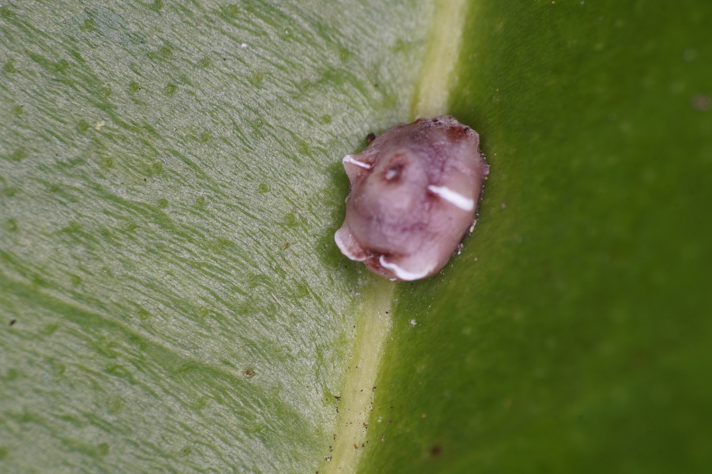 Fig Wax Scale from Fairchild Tropical Botanic Gardens, FL, USA on April ...