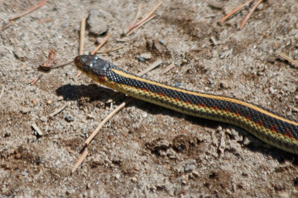 Valley Garter Snake from Deschutes County, OR, USA on April 17, 2024 at ...