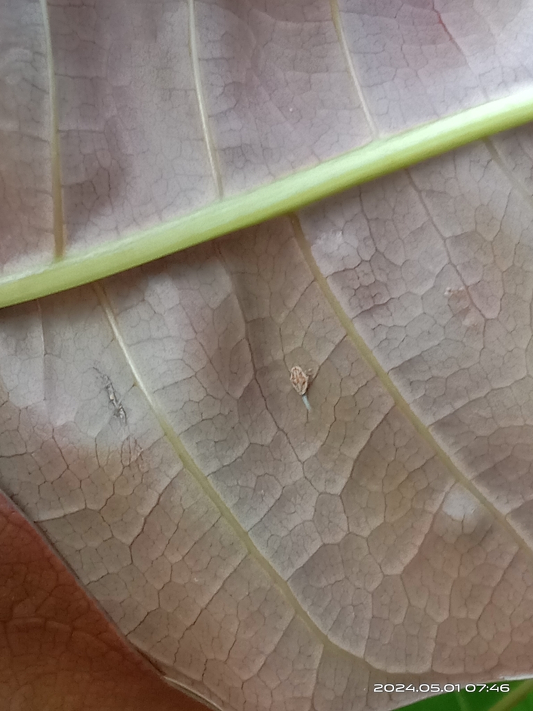 Issid Planthoppers from Kaohsiung, TW-KH, TW on May 1, 2024 at 07:46 AM ...