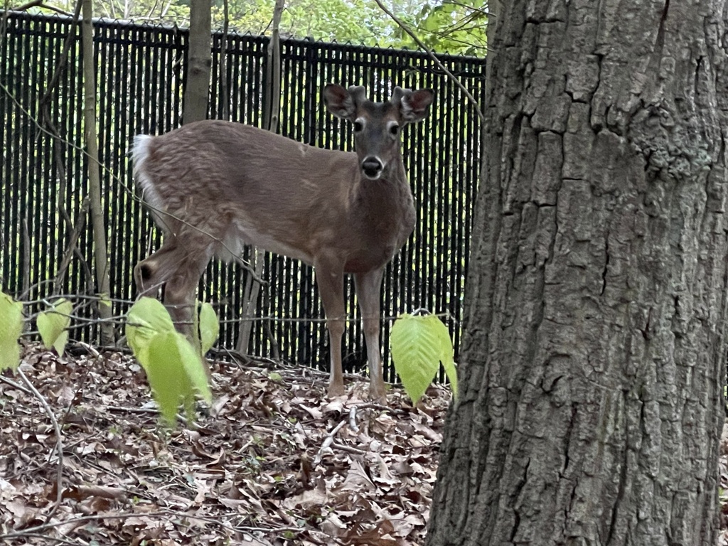 White-tailed Deer from Long Island, Port Jefferson, NY, US on April 30 ...