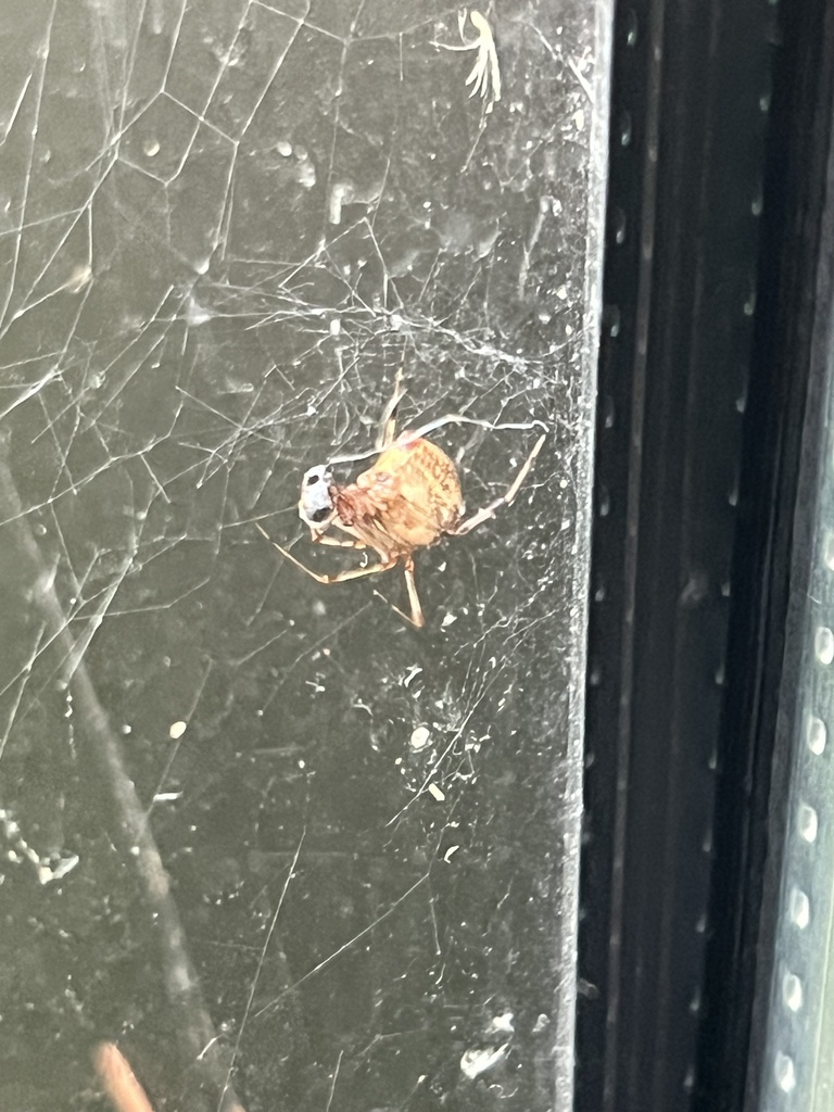 Common House Spider from SUNY Geneseo, Geneseo, NY, US on April 30 ...