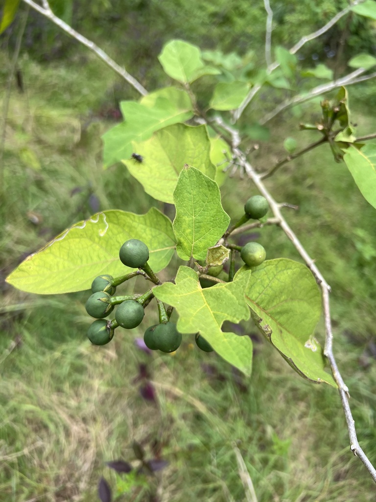Turkey Berry from Talinga Dr, Park Ridge, QLD, AU on April 26, 2024 at ...