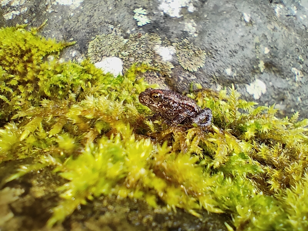 Beaked Toads in April 2024 by Garcia-Soliz Victor Hugo · iNaturalist