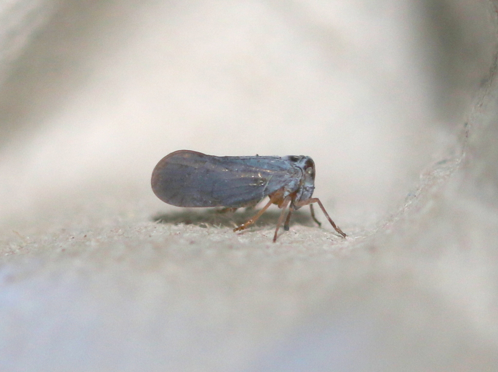 Cedusa from Broward County, FL, USA on April 26, 2024 at 01:11 AM by ...