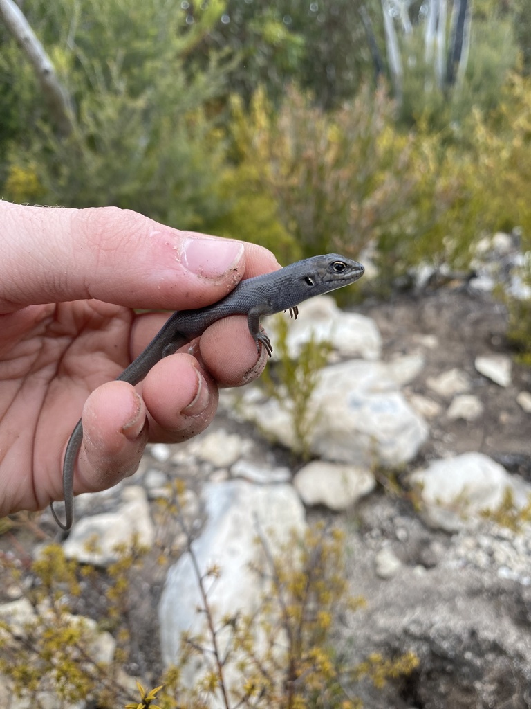 Bull Skink from Kangaroo Island, American River, SA, AU on May 1, 2024 ...