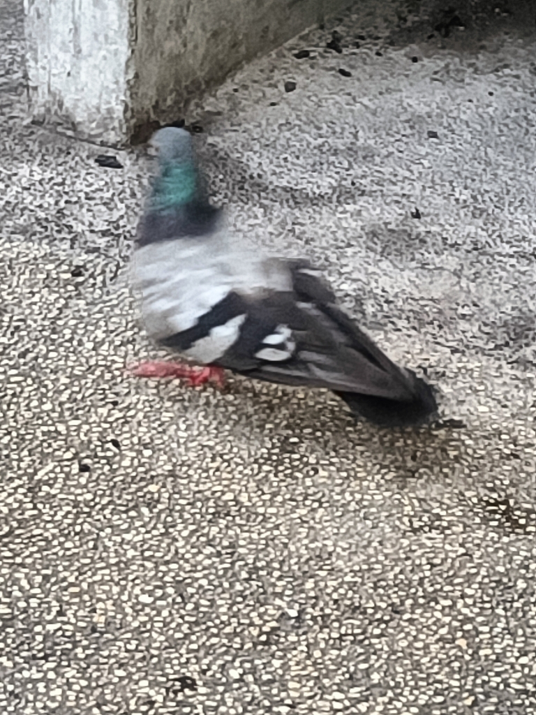 Feral Pigeon from North, SG on May 1, 2024 at 07:38 AM by weihao_potato ...