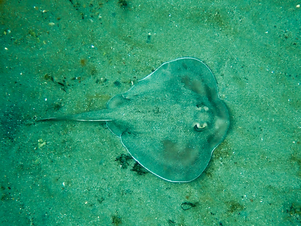 Sparsely-spotted Stingaree from Maria Island, TAS, Australia on April ...