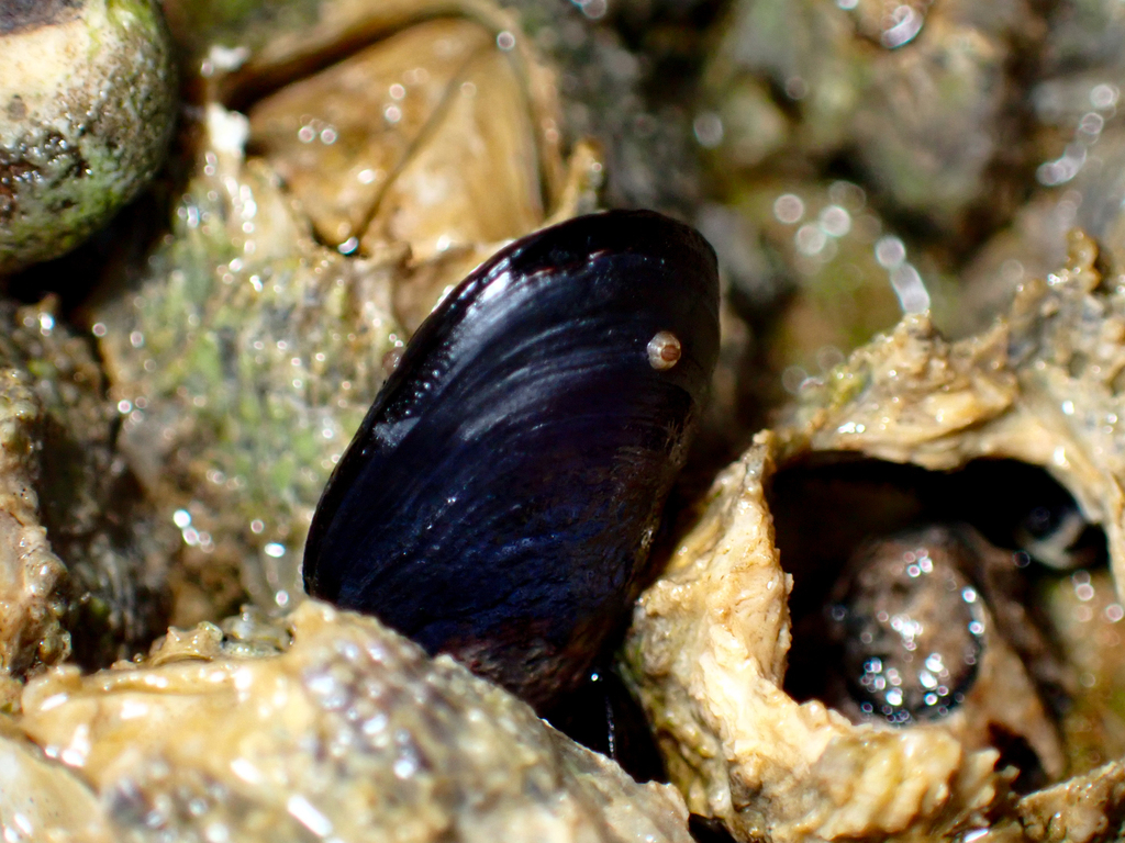 Little Black Mussel from Maria Island, TAS, Australia on April 25, 2024 ...