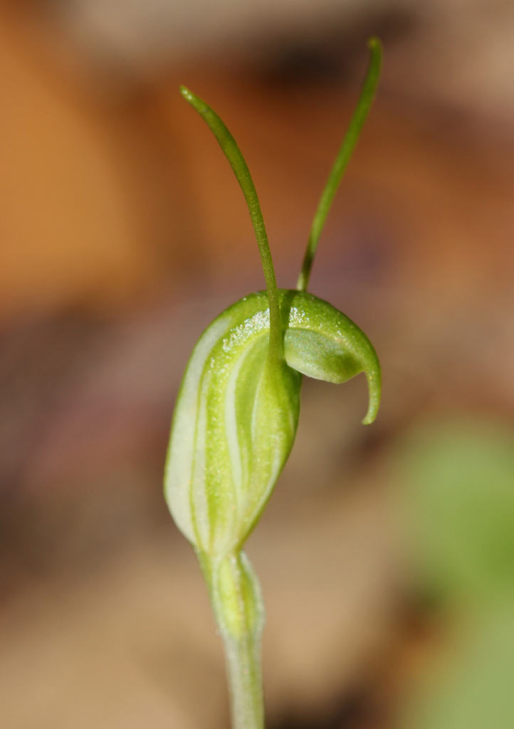 Pterostylis scitula in July 2019 by Lachlan Copeland · iNaturalist