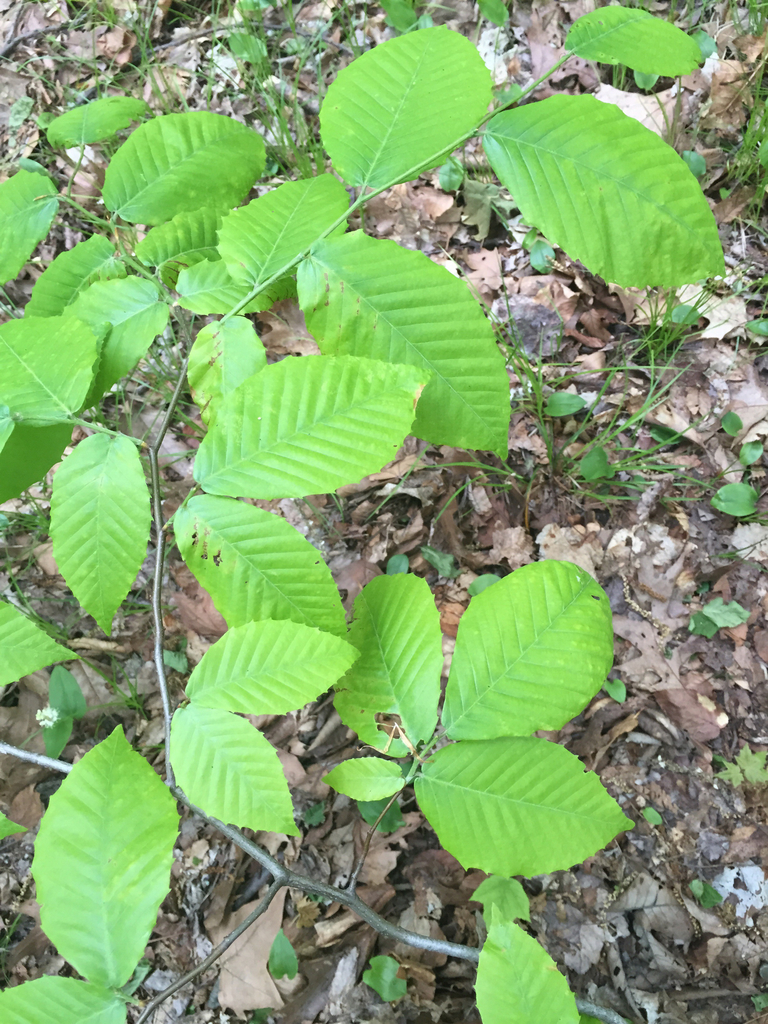 American beech from 2–42 Nod Hill Rd, Ridgefield, CT, US on May 21 ...