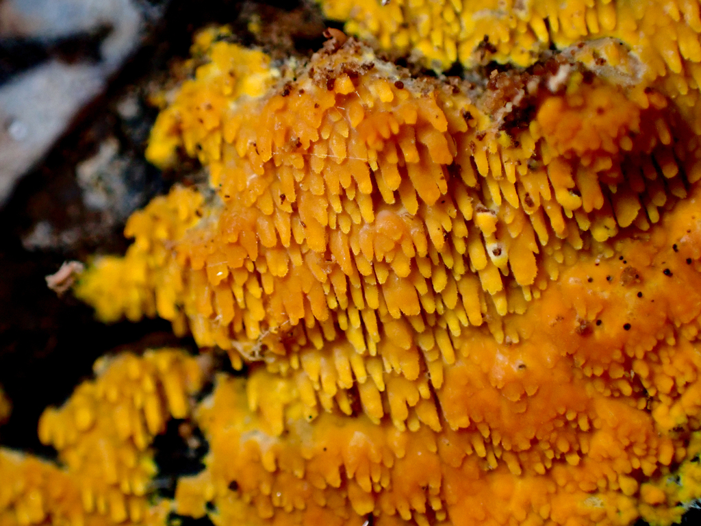 Phlebia subceracea from Russell Falls, National Park TAS, Australia on ...