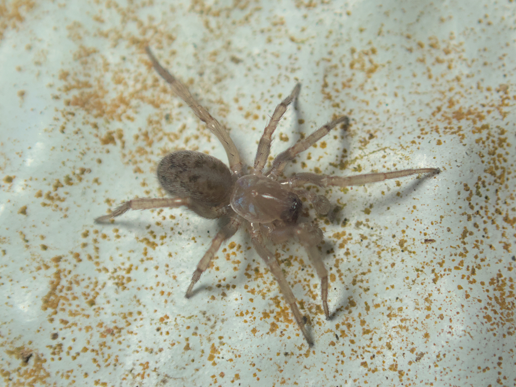 RTA Clade Spiders from Pat Sin Leng, Hong Kong on November 13, 2023 at ...