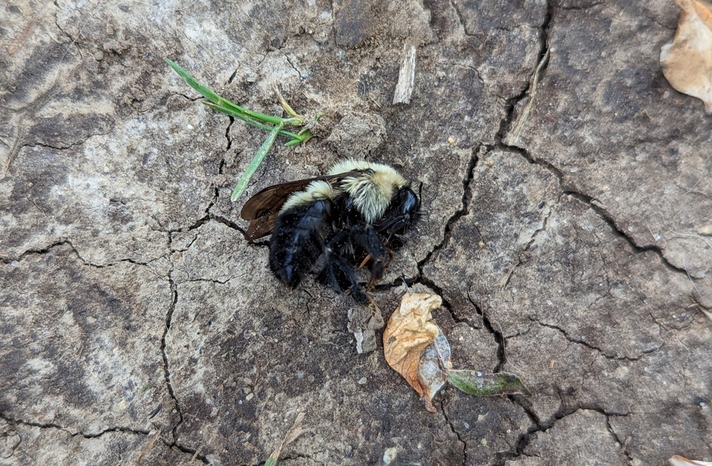 Red-belted Bumble Bee from Loves Park, IL, USA on April 30, 2024 at 06: ...