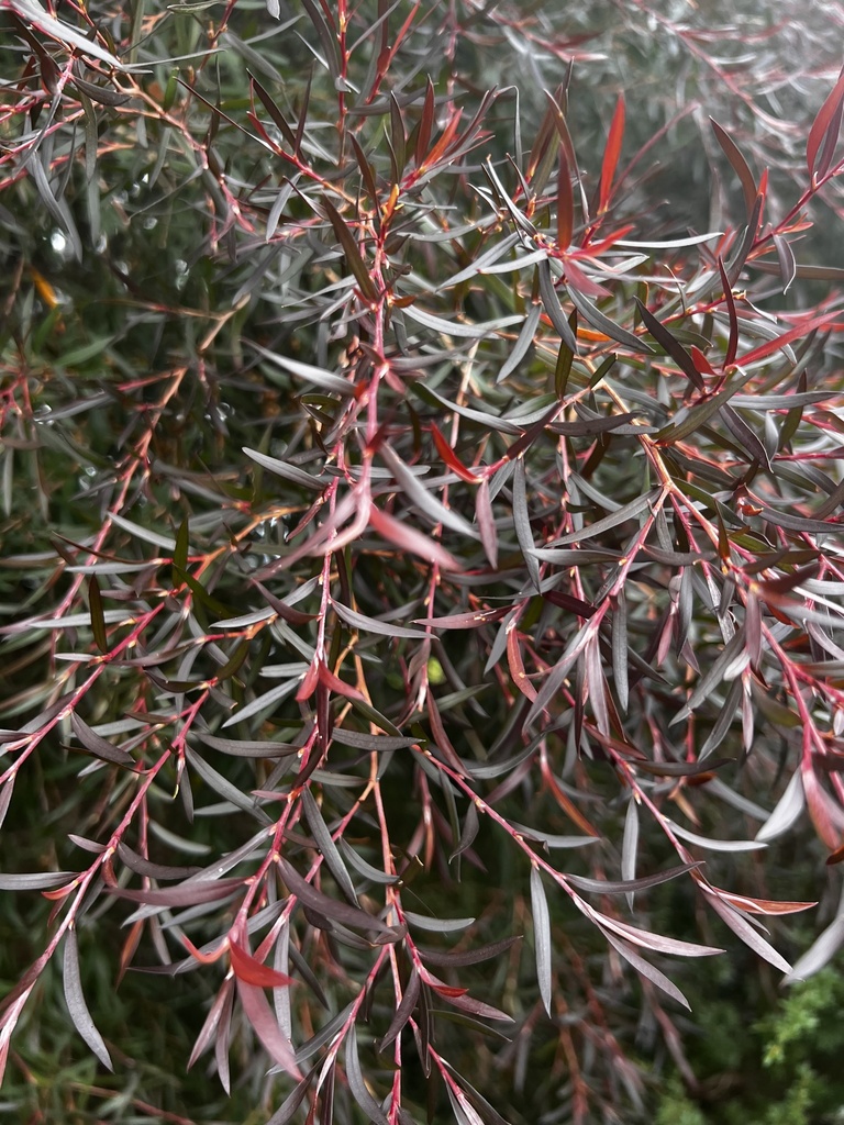 Something from Awatea Lakes Reserve, Paraparaumu, Wellington, NZ on May ...