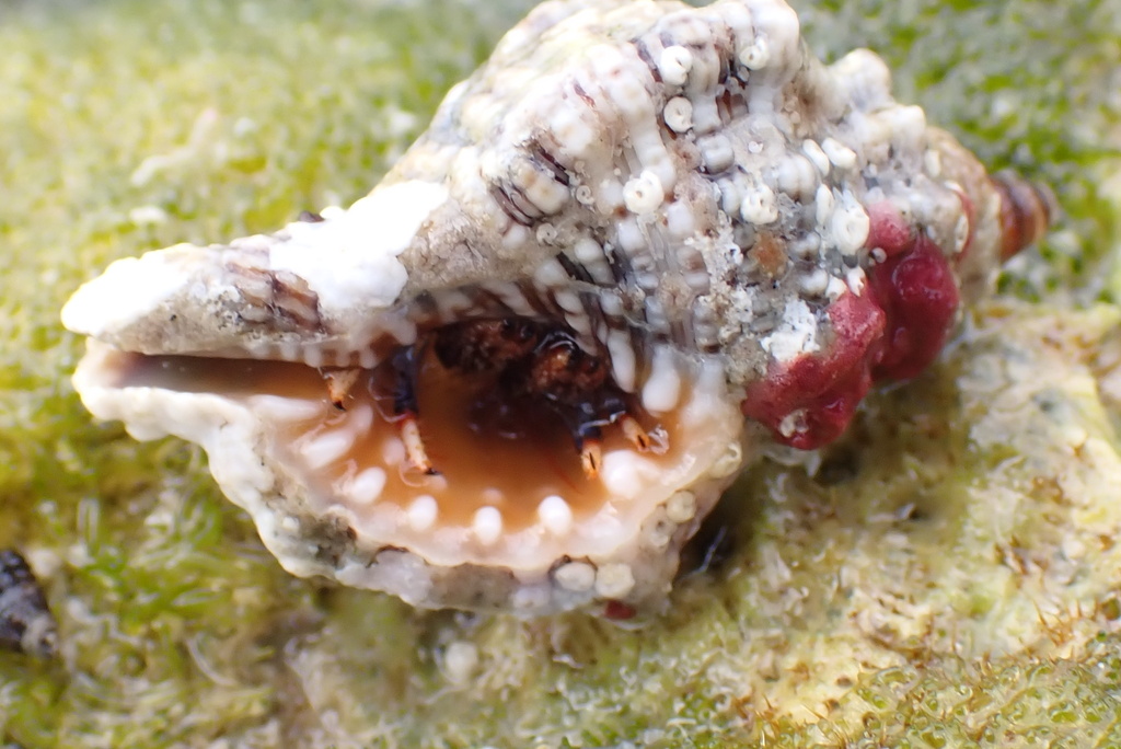 Gold-Mouthed Triton Snail from Guantánamo Bay, Guantánamo, CU on April ...
