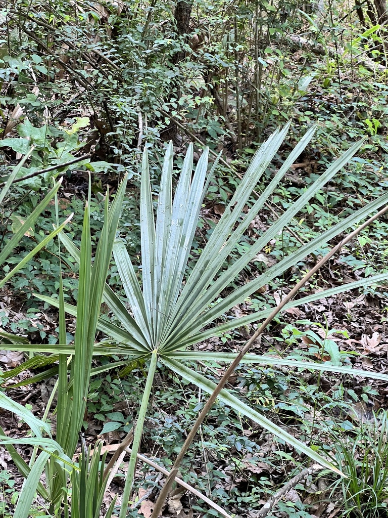 Dwarf Palmetto from S Harrells Ferry Rd, Baton Rouge, LA, US on April ...