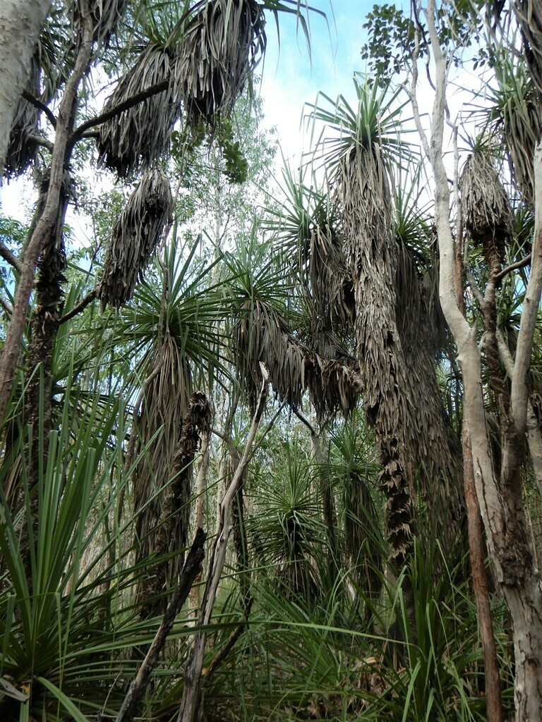 Screw Palm from Girraween NT 0836, Australia on April 22, 2024 at 11:14 ...