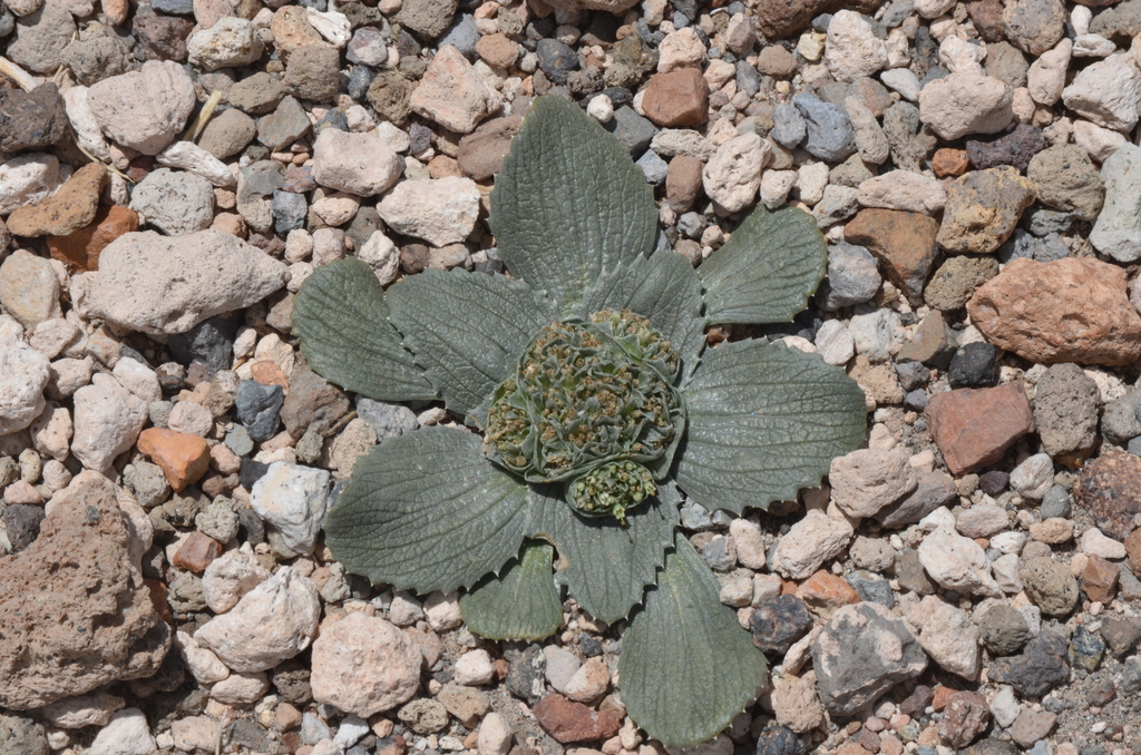 calycera family (Calyceraceae) - Botanical Realm