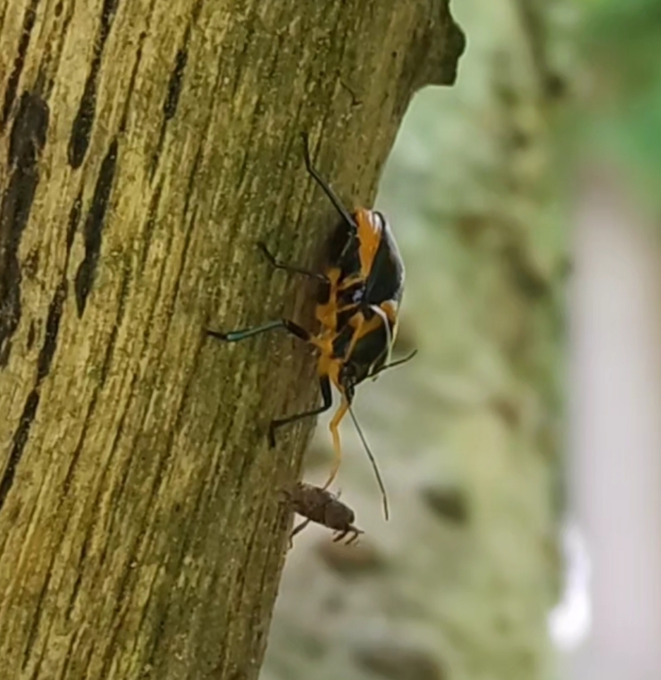 Anchor Stink Bug from Welcome, NC 27295, USA on April 26, 2024 at 08:48 ...