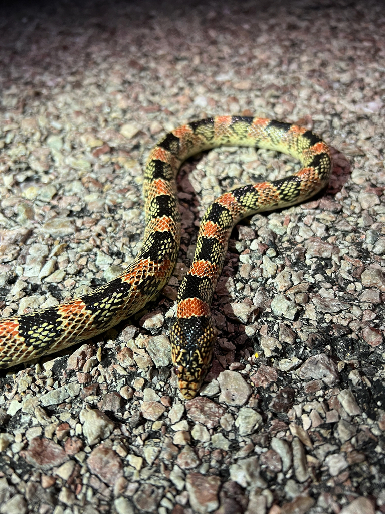 Long-nosed Snake from Kelbaker Rd, Essex, CA, US on April 29, 2024 at ...