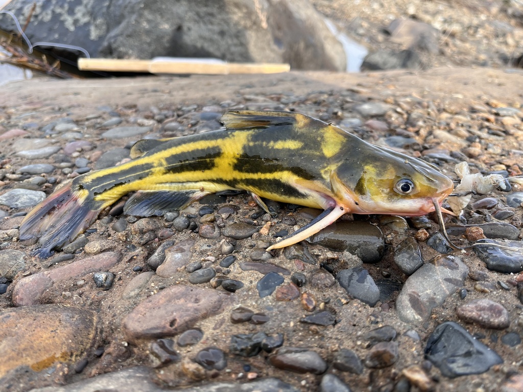Korean Bullhead (Tachysurus sinensis) - Marine Life Identification