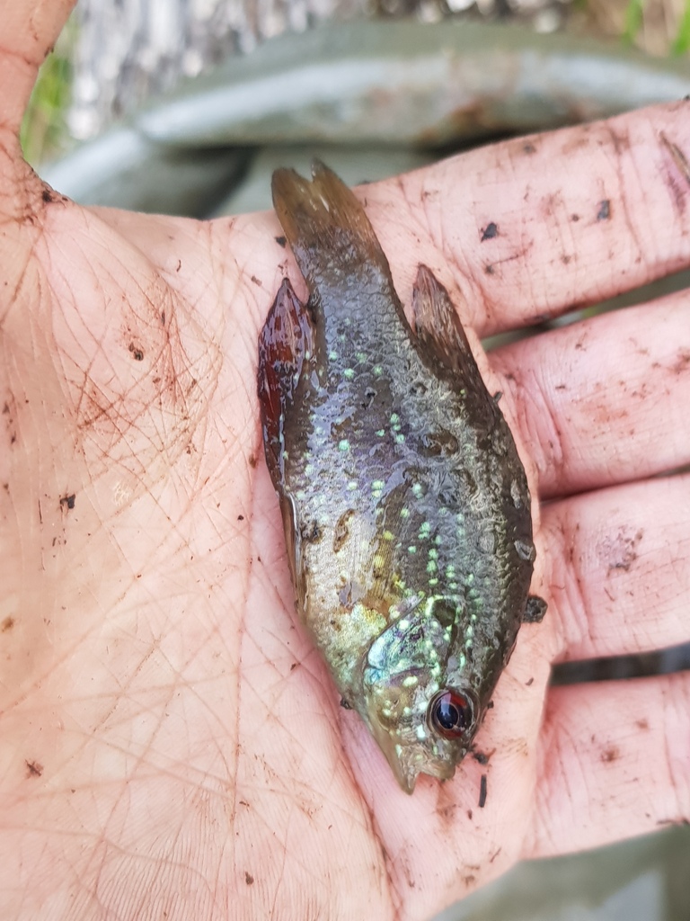 Blue-spotted Sunfish from Montgomery County, PA, USA on April 28, 2024 ...