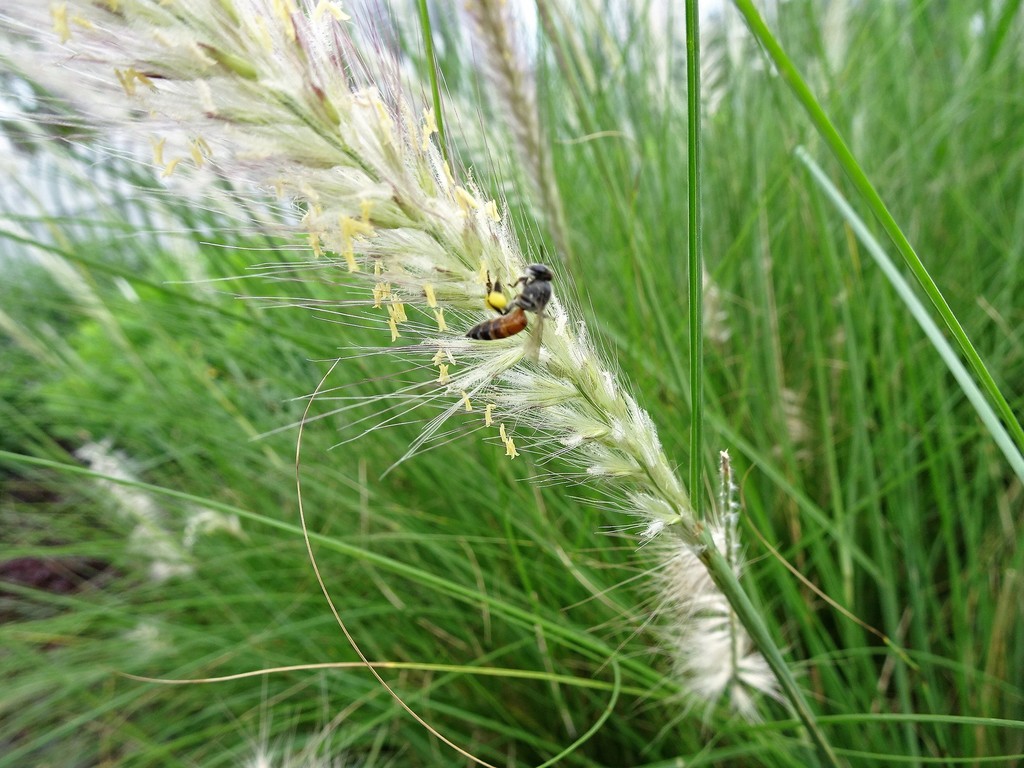 Red Dwarf Honey Bee from Jurong Lake Gardens, Sg on May 1, 2019 at 09: ...