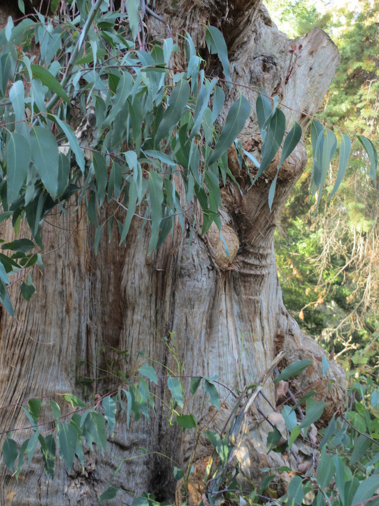 Brown-top Stringybark from Tokai Arboretum, Tokai Park, South Africa on ...