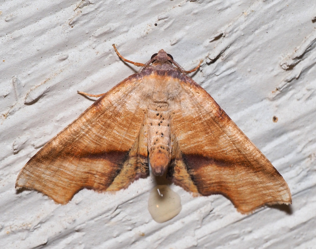 Fervid Plagodis Moth from Carter, Tennessee, United States on April 26 ...