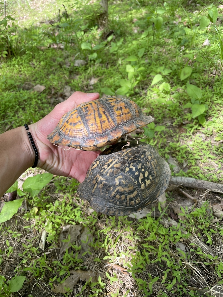 Common Box Turtle in April 2024 by Adrian · iNaturalist