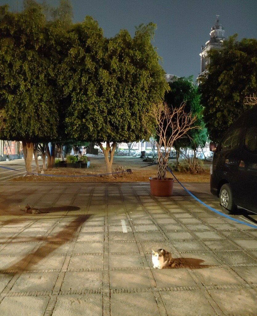 Domestic Cat from Historic center of Mexico City, Centro, Mexico City ...