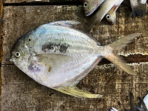 Peprilus xanthurus · iNaturalist Ecuador