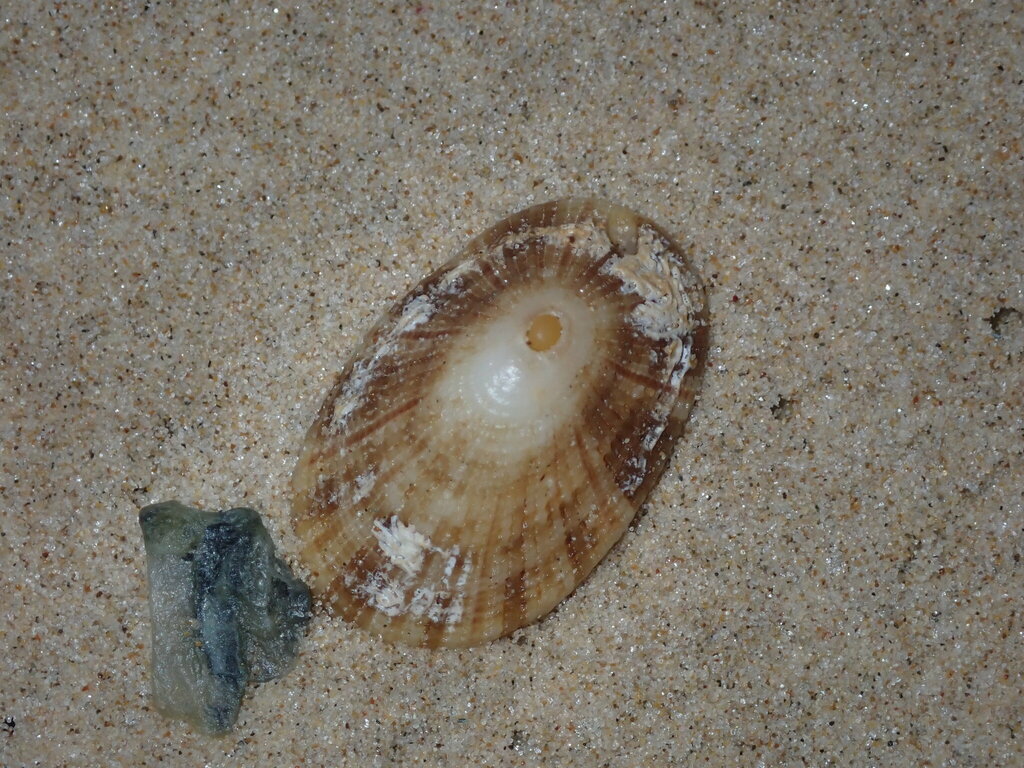 Diodora lineata from Urunga NSW 2455, Australia on May 1, 2024 at 06:56 ...