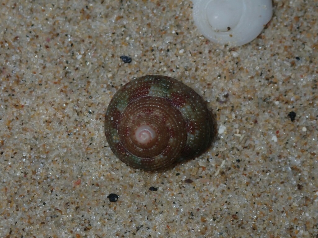 Clanculus clangulus from Urunga NSW 2455, Australia on May 1, 2024 at ...