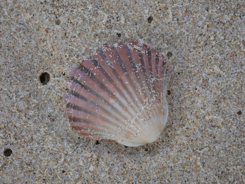 Commercial Scallop from Urunga NSW 2455, Australia on May 1, 2024 at 07 ...