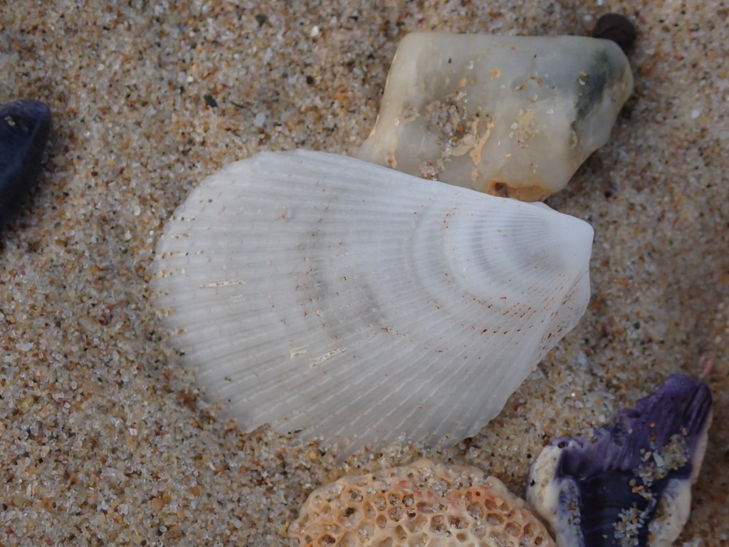 Lima nimbifer from Urunga NSW 2455, Australia on May 1, 2024 at 07:07 AM by Adrian Gale ...