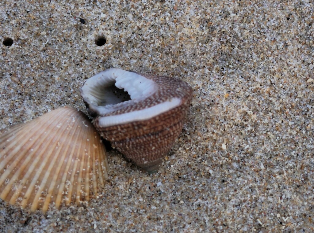 Clanculus maugeri from Urunga NSW 2455, Australia on May 1, 2024 at 07: ...