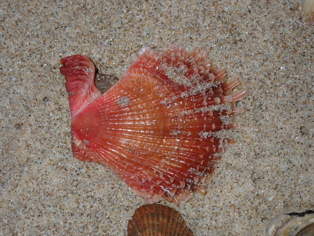 Livid Fan Scallop from Urunga NSW 2455, Australia on May 1, 2024 at 07: ...