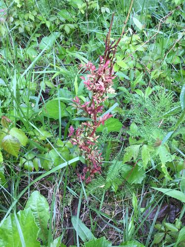 Phyllocoptes fructiphilus · iNaturalist