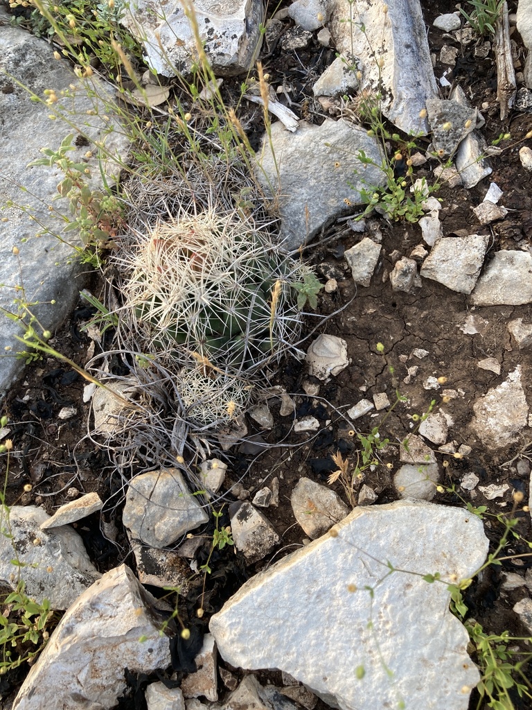 Grooved nipple cactus from River Valley Rd S, Ingram, TX, US on April ...