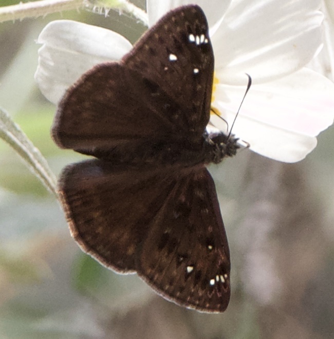 Horace's Duskywing from Fort George Island Cultural State Park ...