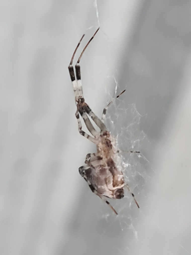 Ninja-star Ceiling Spider from Tewantin QLD 4565, Australia on April 27 ...