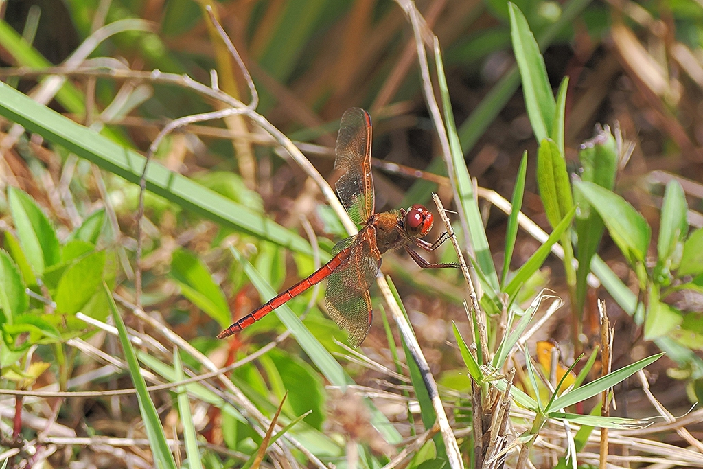 Needham's Skimmer from Arthur R. Marshall Loxahatchee Wildlife Refuge ...
