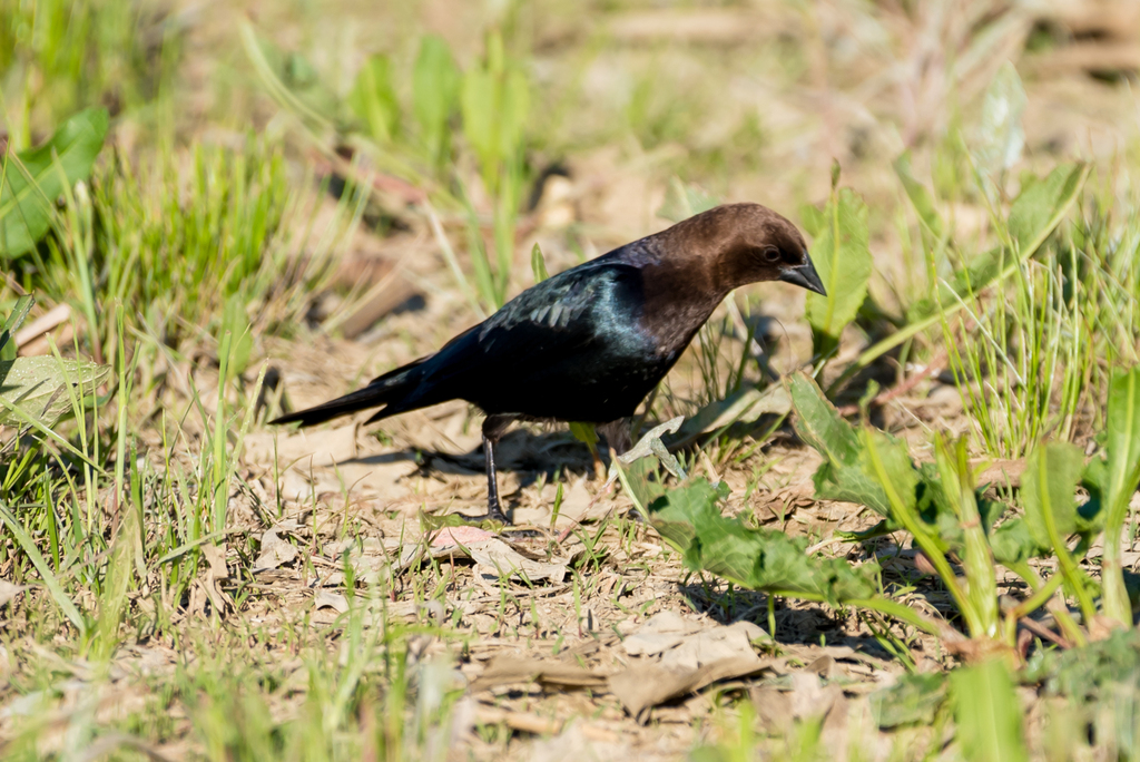 Brown-headed Cowbird from New Albany, OH, USA on April 30, 2024 at 05: ...