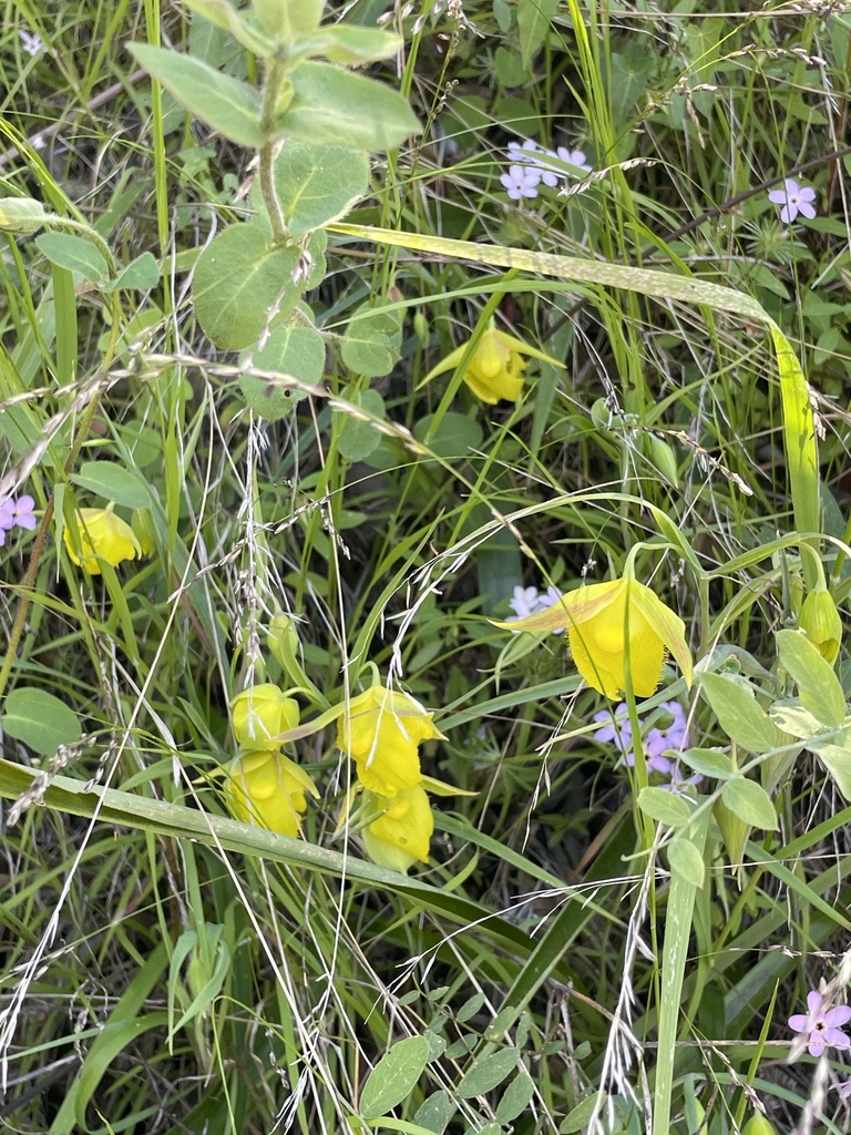 Mount Diablo fairy-lantern in April 2024 by Damon Tighe · iNaturalist