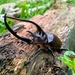 Neptune Beetle (Dynastes neptunus) · iNaturalist