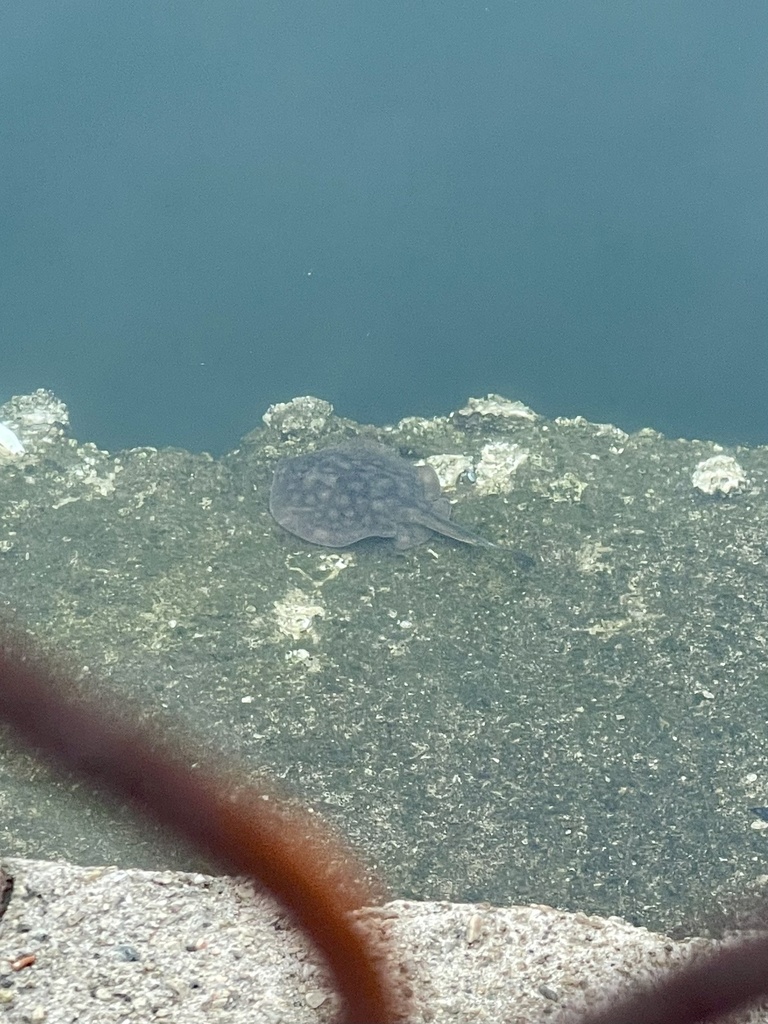 Haller's Round Ray from Deadmans Island, Los Angeles, CA, US on April ...